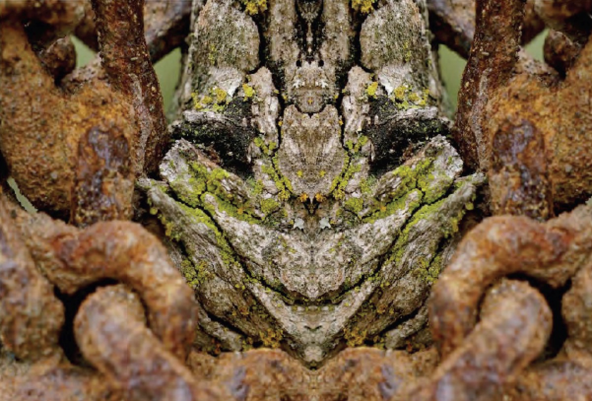 In Pursuit of Ecological Wisdom: Inter-Subjective According in the ...